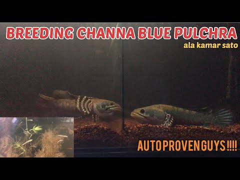 Tips Breeding Channa Blue Pulchra Anti Gagal - YouTube