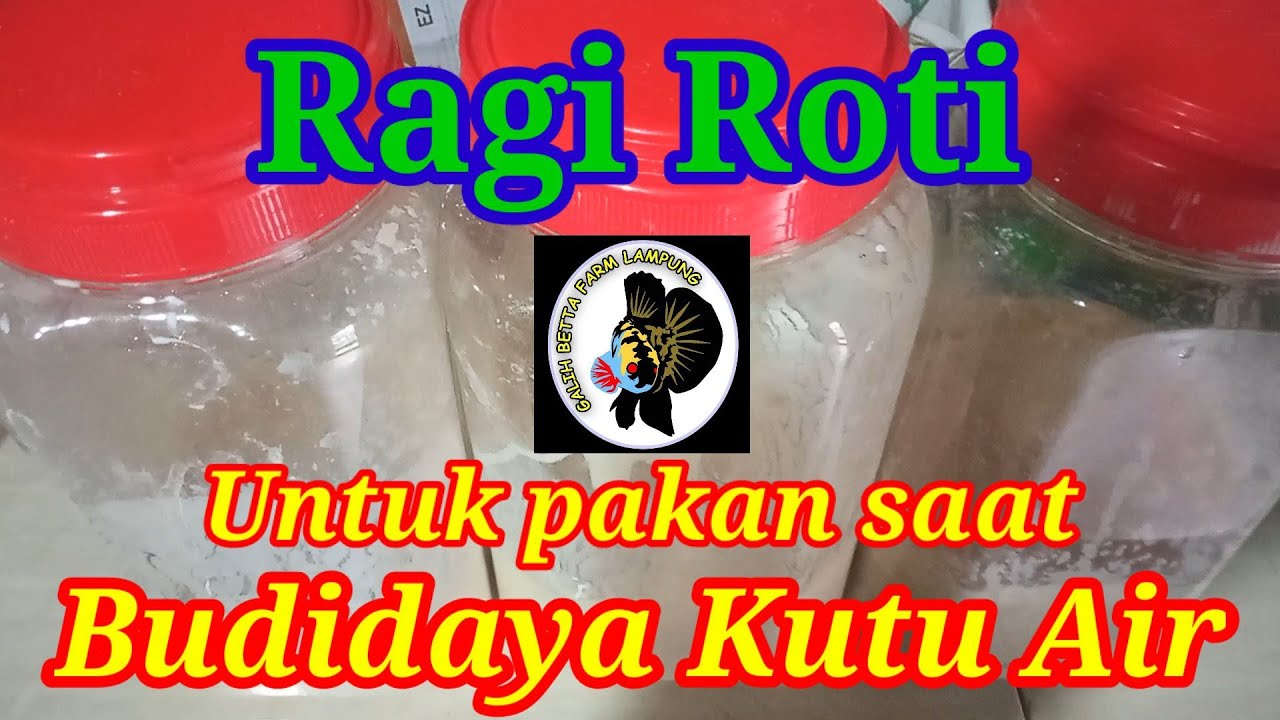Cara membuat ragi roti - untuk pakan budidaya kutu air - YouTube