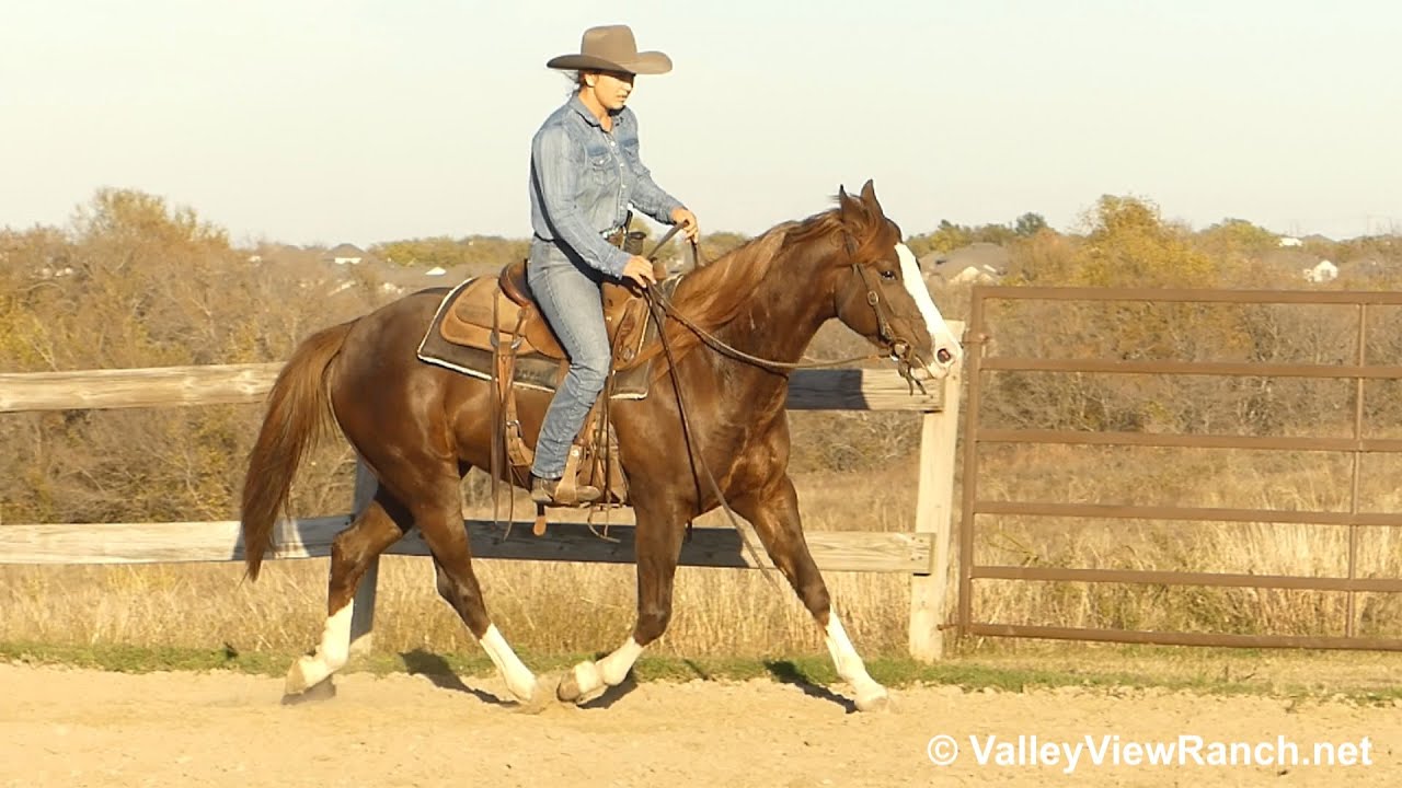 Murphy - walk, trot, lope, stops! - ValleyViewRanch.net - YouTube