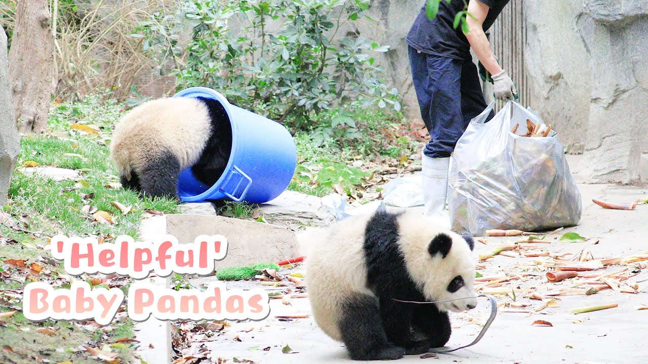 The More Support Pandas Offer, The Busier Nanny Will Be | iPanda - YouTube