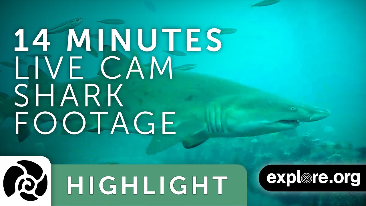 Shark Caught in the Wild 14 Unedited Minutes - Shark Live Cam Highlight ...