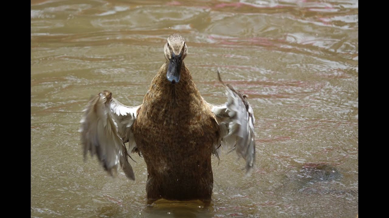 Crouching Tiger Drowning Duck (Sony RX10 mark iii) - YouTube