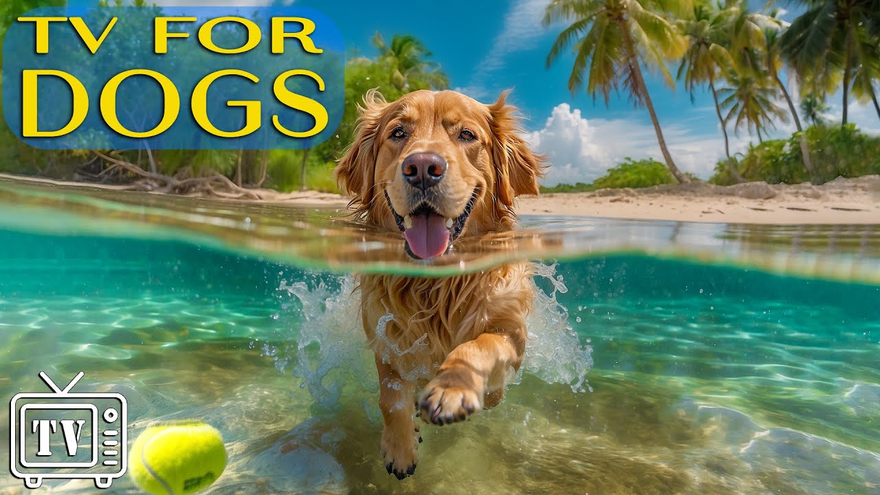 Dog TV: Ultimate Dog Relaxation and Fast-Break boredom Videos & Anxiety ...