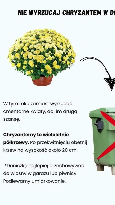 Chryzantemy - YouTube