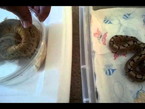 ball python pick up at san antonio expo - YouTube