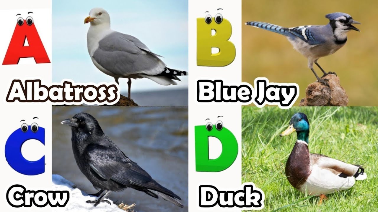 Birds Alphabet Song for Kids | Birds ABC Song | Phonics for Kids ...
