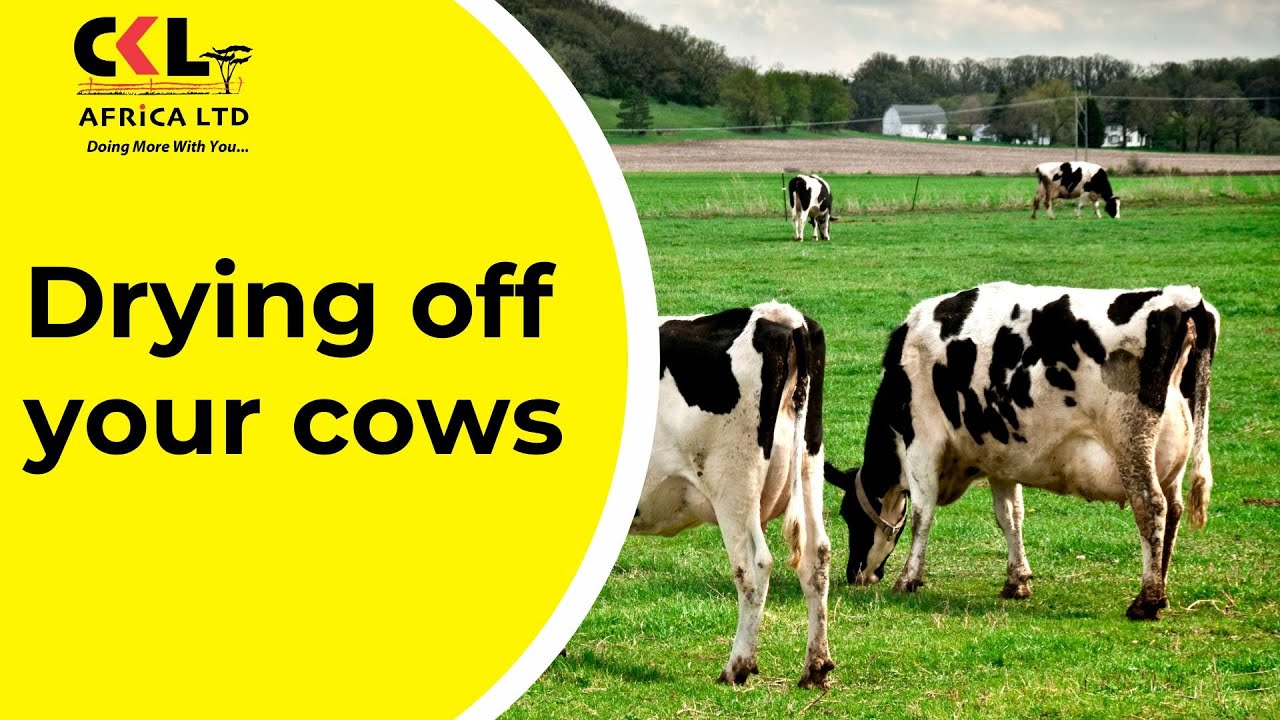 Drying Off Your Cows - YouTube