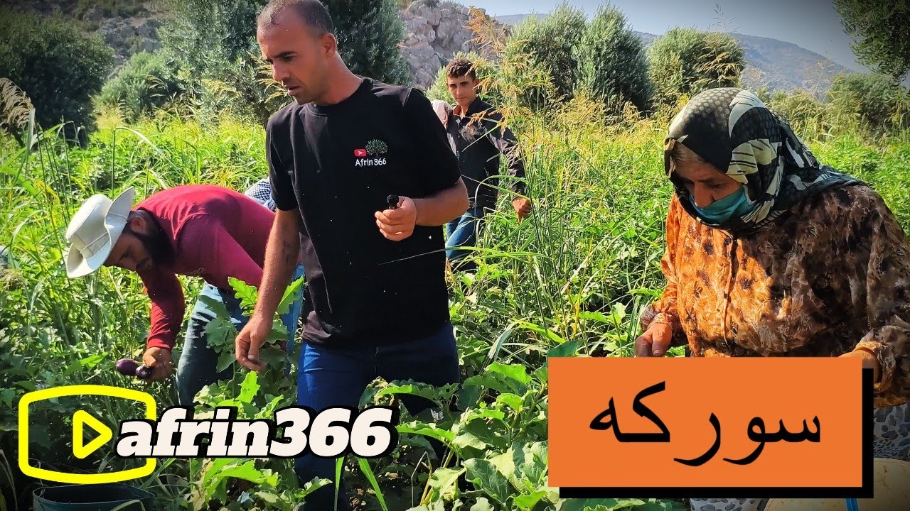 جولة ممتعه في مزارع سوركه -Gundê Sorkê lê Efrîn e - YouTube