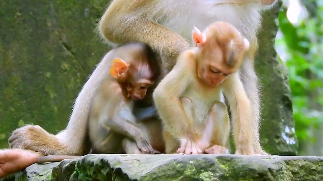Baby Monkeys - YouTube