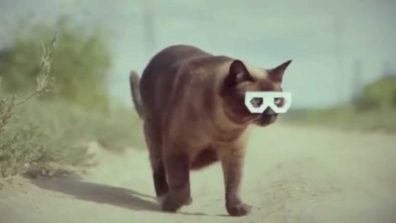 skifcha-sky Funny cats - YouTube