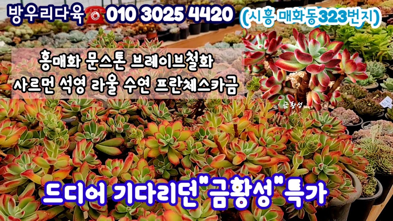 방우리다육 울긋불긋 겨울다육 드디어금왕성 대품 특가다양한 군생다육소개홍매화 수연 샤르먼succulents Plant
