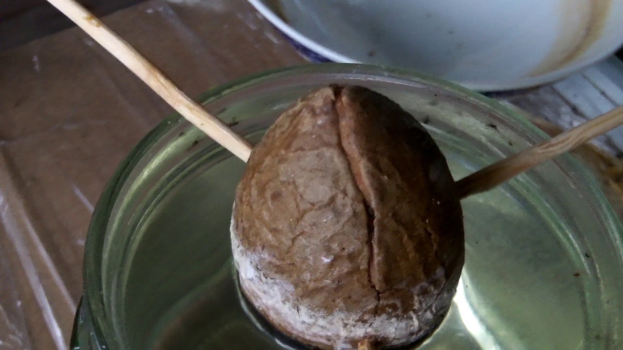 experiment: avocado - YouTube
