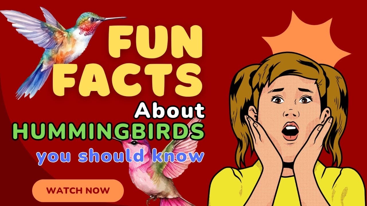 Unbelievable Facts About Hummingbirds You Need to Know | FunFacts ...