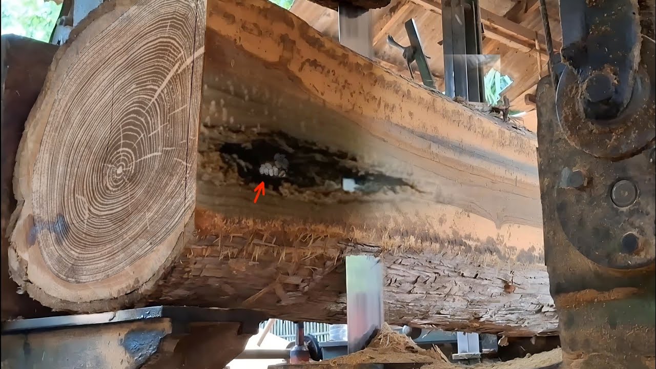 Super hard teak wood quality sawmill taken directly from the forbidden ...