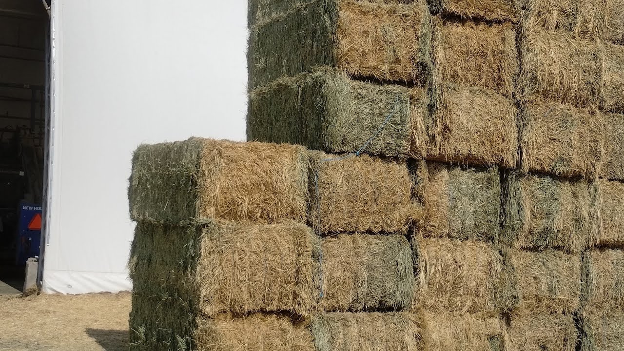 "Timothy Hay"at the press.. - YouTube