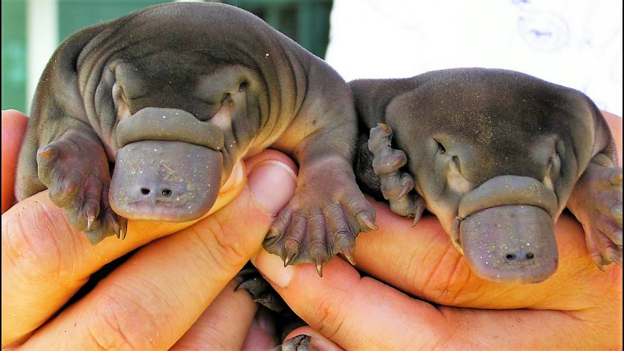 Cryptid Chronicles Cryptid Chronicles 2.0