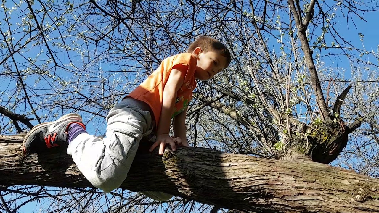 Darie se urca pe copaci - YouTube