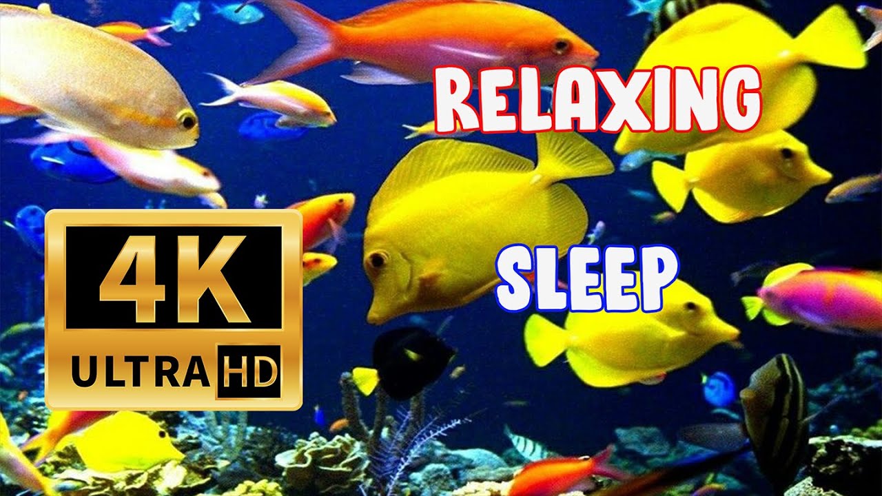 4K Aquarium (UHD) Relaxing - YouTube