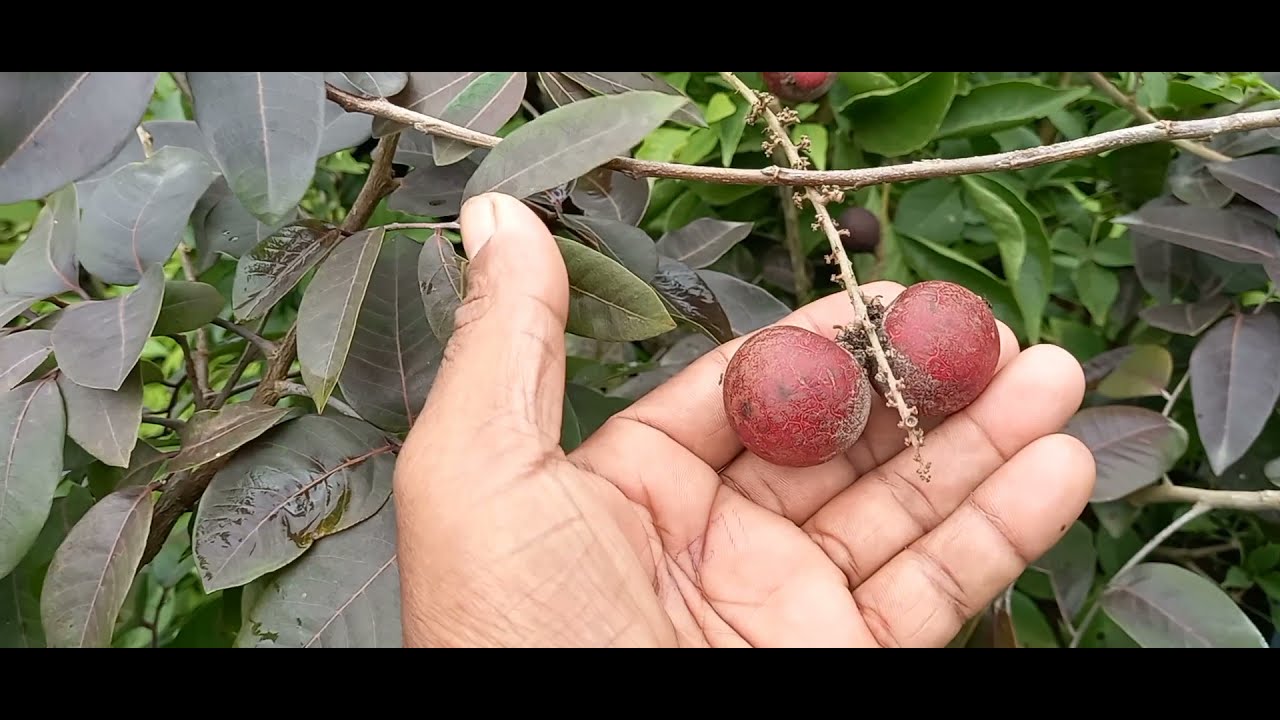 super quality Ruby longan plant all plants online delivery WhatsApp📱 ...