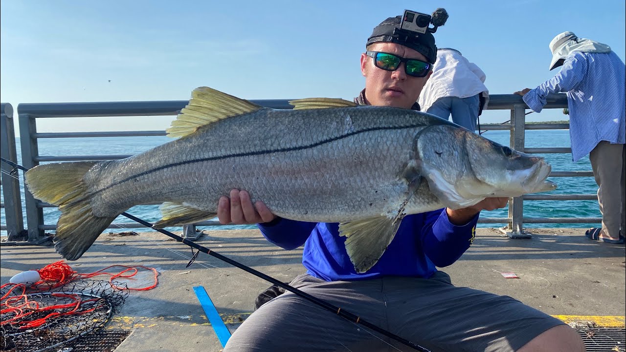 Big Snook Fishing off the Jetty - YouTube