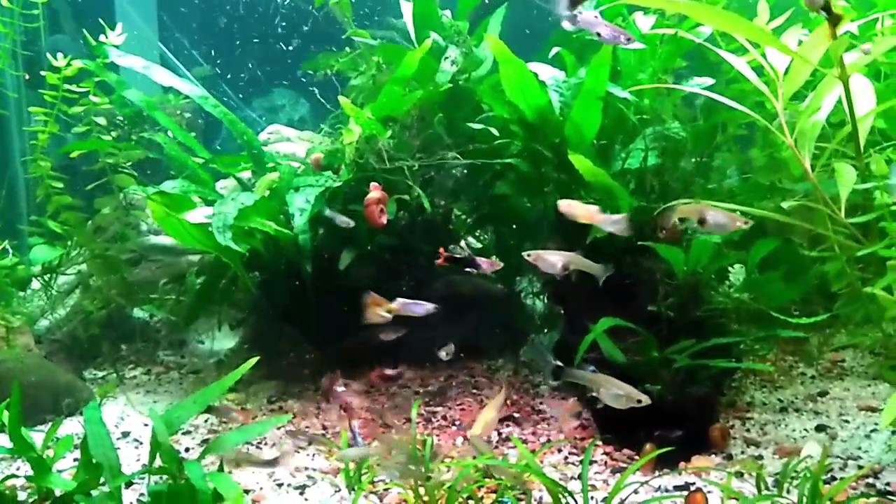 Fully planted guppy aquarium - YouTube
