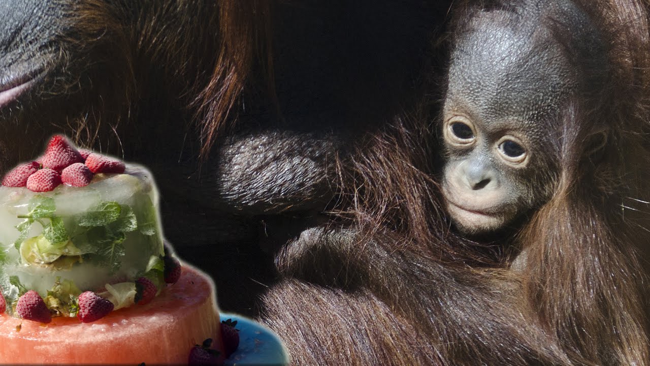 Orangutan Baby Shower - YouTube