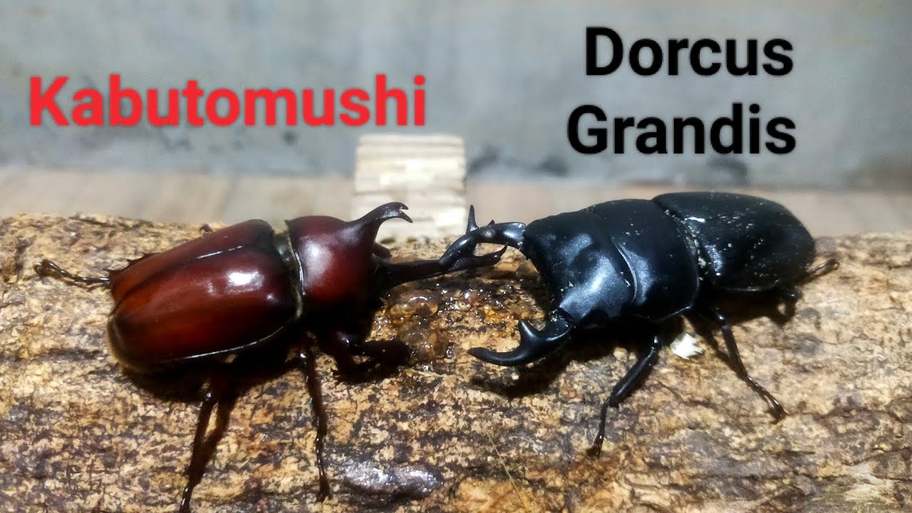 EP. 58 Kabutomushi vs Dorcus Grandis Pokemon & Digimon Beetle battle ...