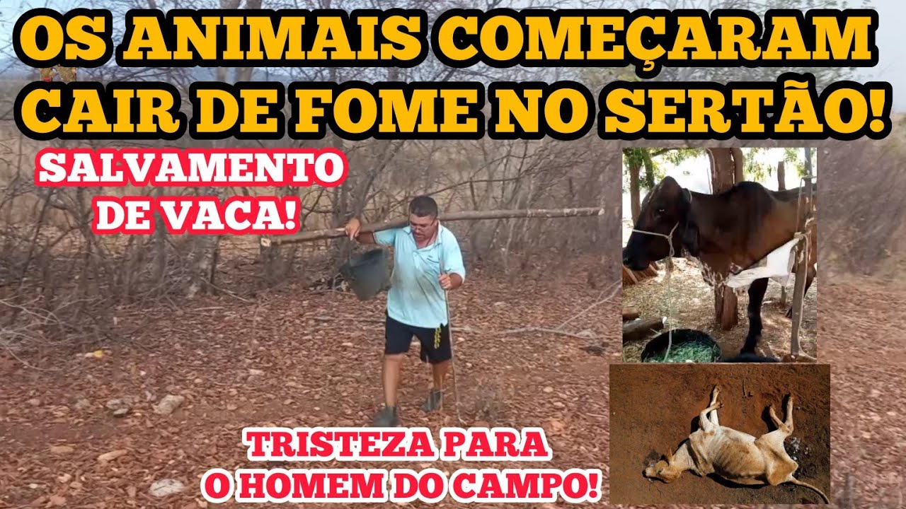 ANIMAIS CAINDO DE FOME NO SERTÃO| SALVANDO VACA DA MORTE! - YouTube