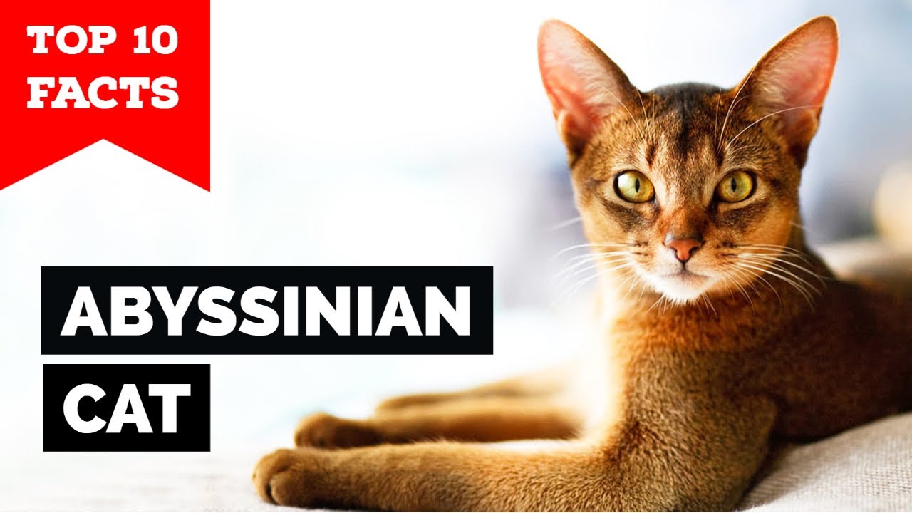 Abyssinian Cat - TOP 10 FACTS - YouTube
