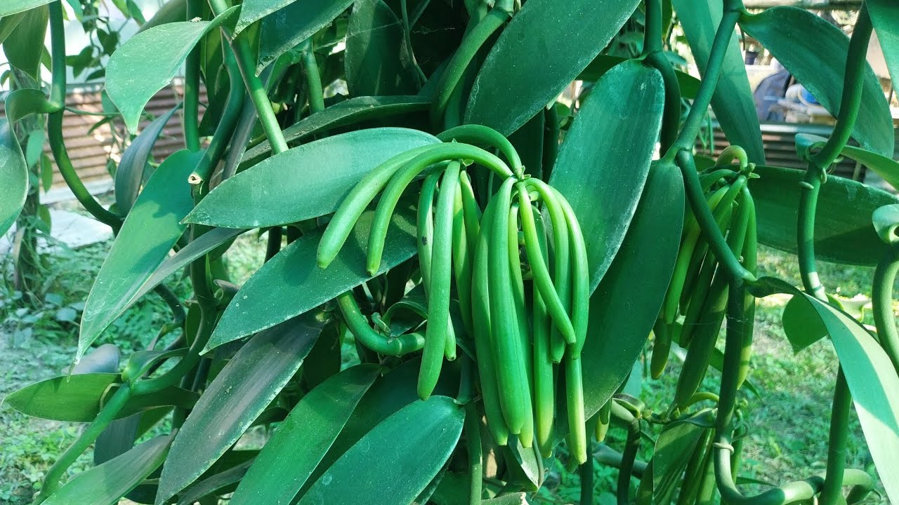 All about VANILLA how plantion and up to harvesting and processing ...