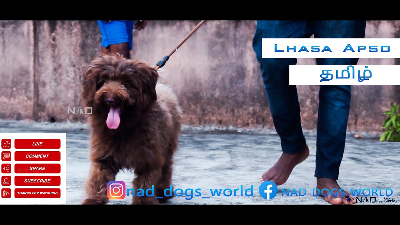 Interesting Fact About Lhasa apso (Tamil) | NAD_Dogs_World - YouTube