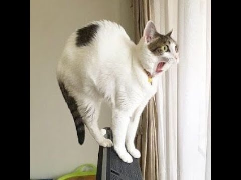 OS SUSTOS MAIS ENGRAÇADOS DOS GATOS !! 🙀🐱‍👤