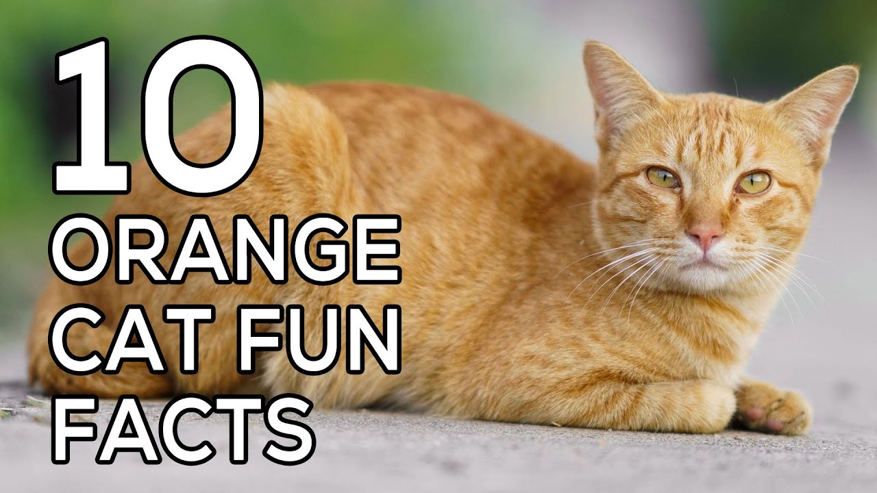 10 Fun Facts About Orange Cats - YouTube