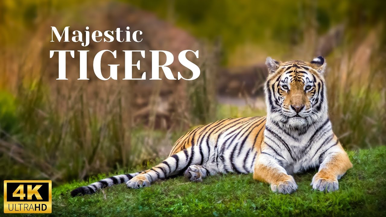 Majestic Tigers in 4K Ultra HD - With Bird sounds #tiger #wildlife #4k ...