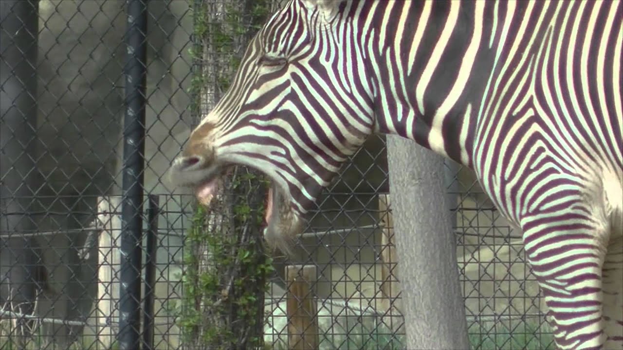 Zebra and Somali Wild Donkey Make Funny Faces - YouTube