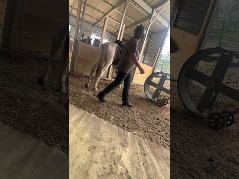 Dude tacking up - YouTube