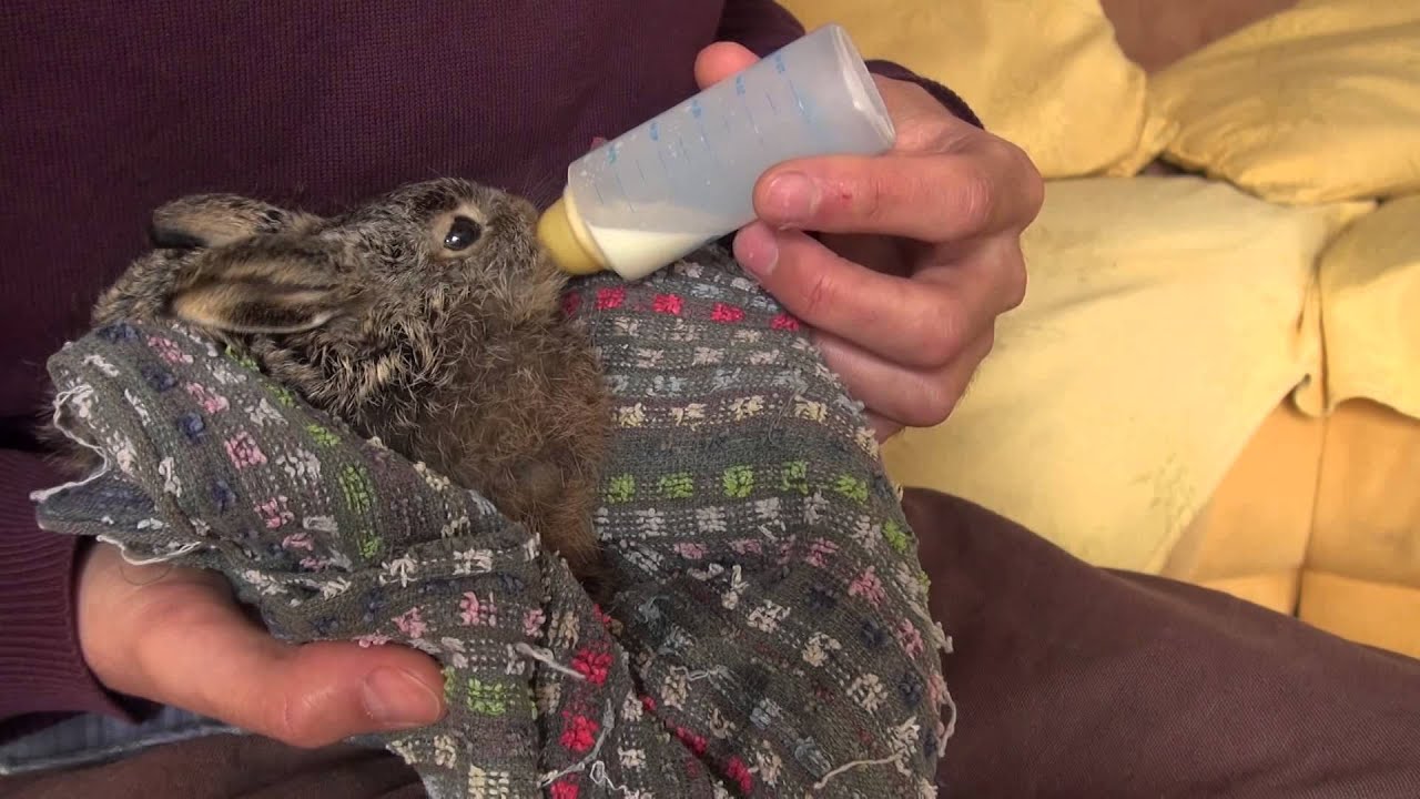 Un biberon pour un levraut - YouTube