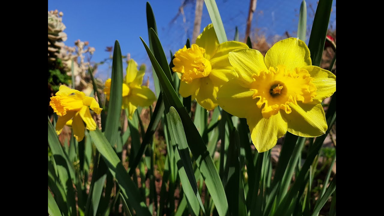 Cuidados del Narciso / Narcissus / Narcisos - YouTube