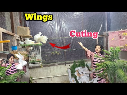 pigeon laila majnu ke wings cut kar diye|how to cut pigeon wings ...