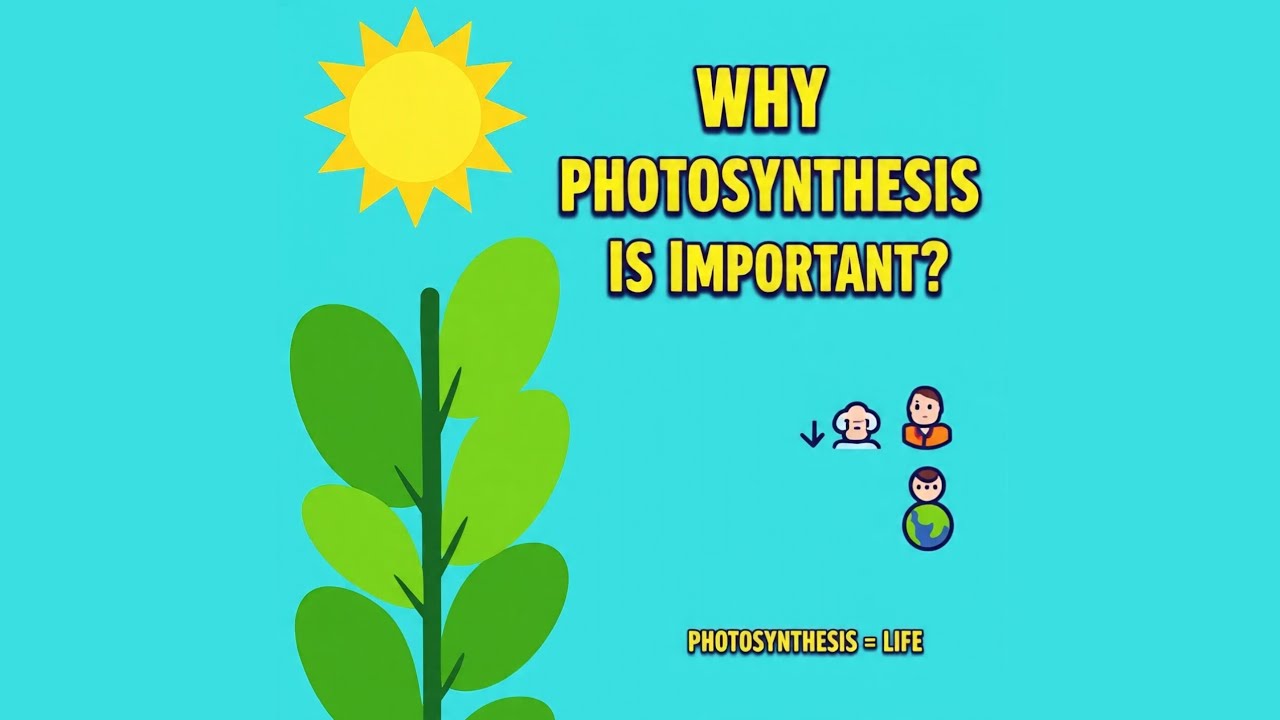 Why Is Photosynthesis Essential for Life on Earth? | Easy Biology ...