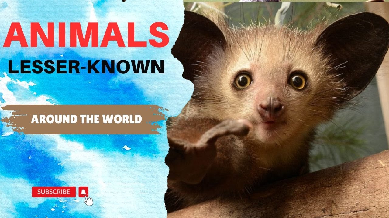 Fascinating Lesser Known Animals - YouTube