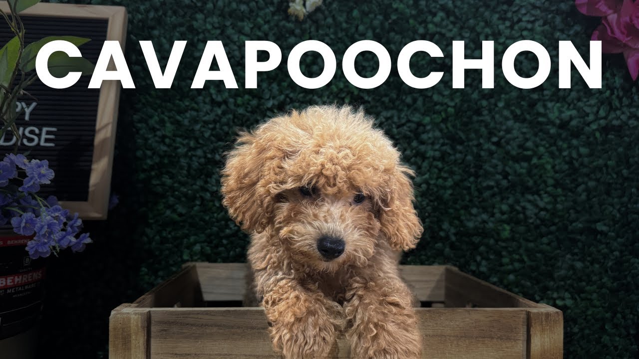Available Cavapoochon Puppies - YouTube