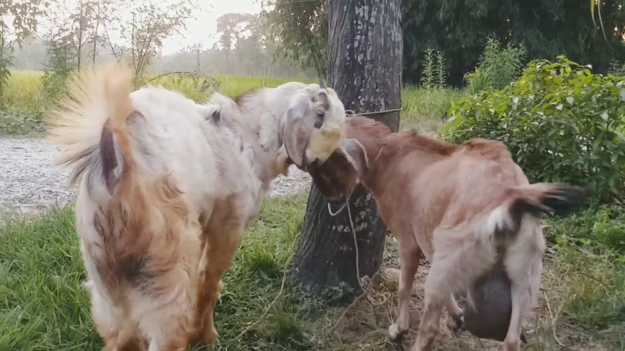 Male Goat covince female for mating 😁 || Goat Fight for mating || - YouTube