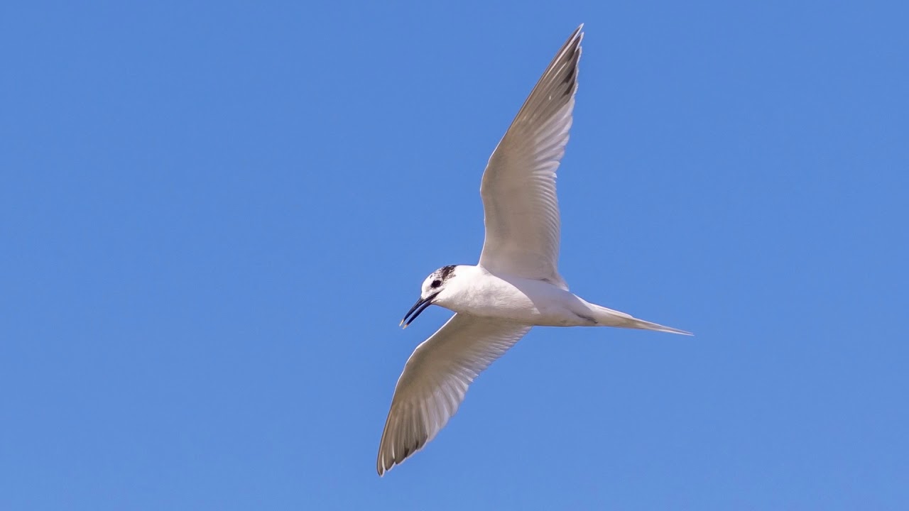 Birds of the Southern Portugal 2018 - YouTube