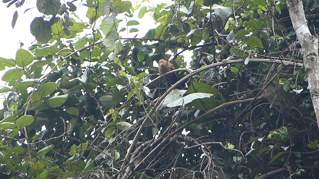 Raffles's Malkoha - Rhinortha chlorophaea male - YouTube