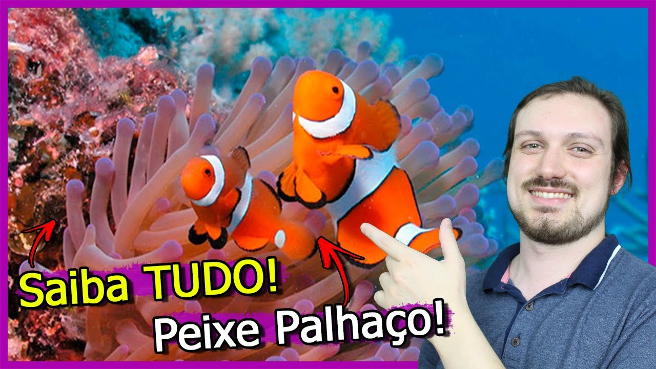 Saiba TUDO Sobre o Peixe PALHAÇO! - YouTube