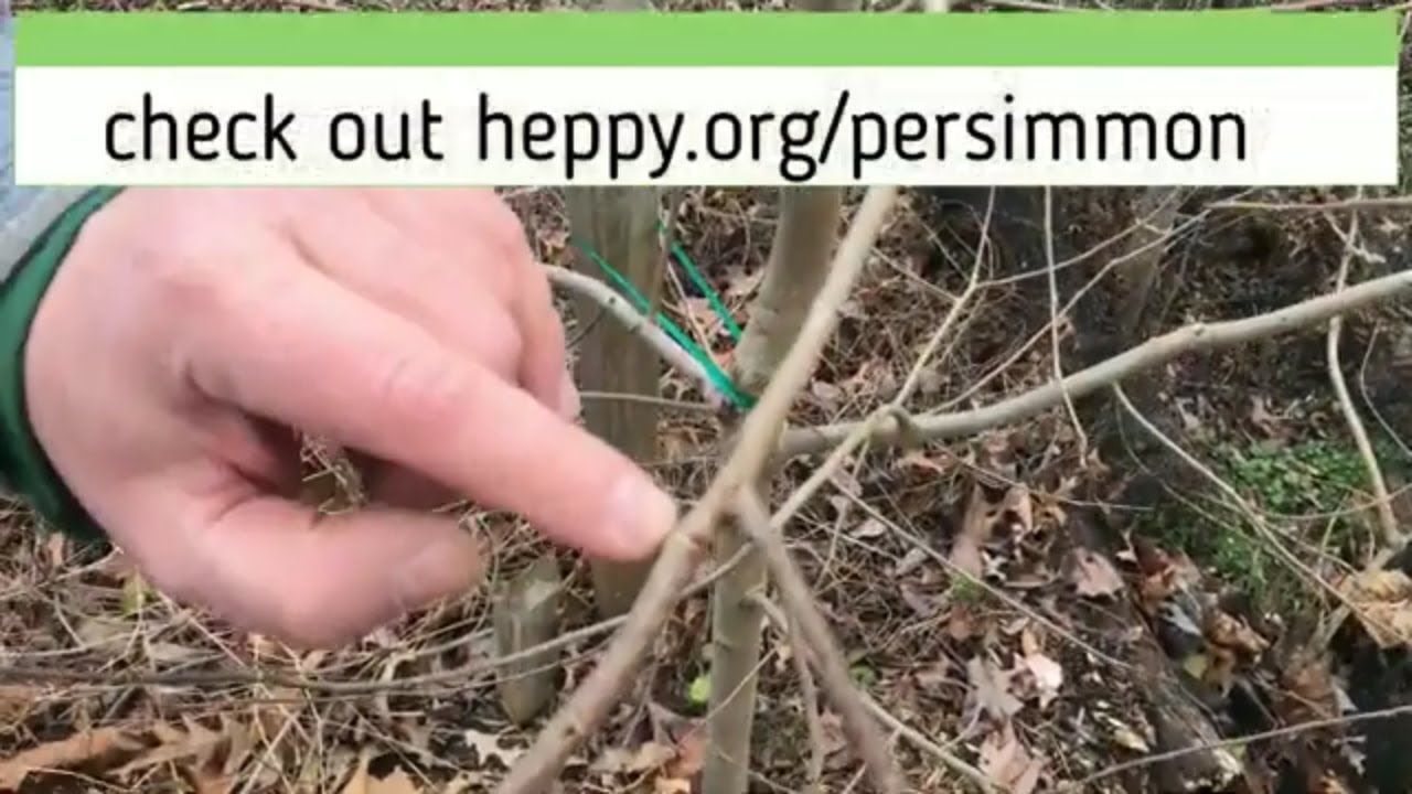 1 minute to identify “1 year” wood when collecting scion wood from a ...