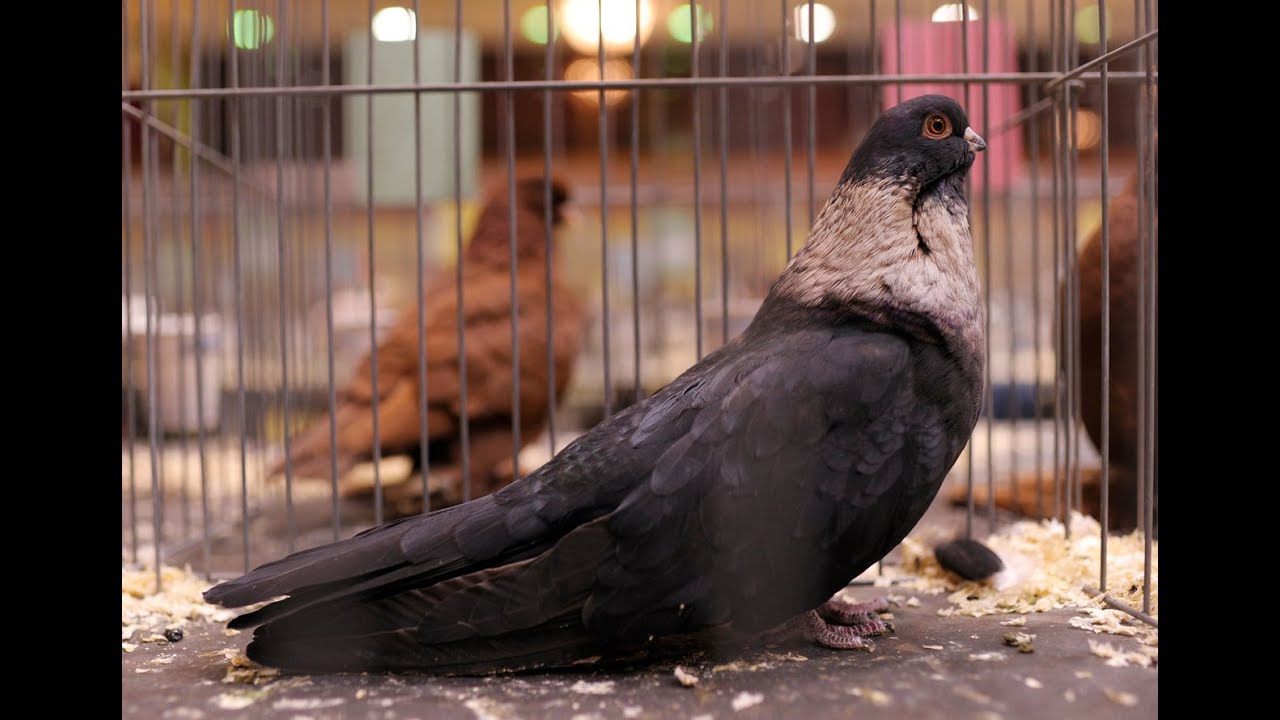 Egyptian Swift pigeon - Alchetron, The Free Social Encyclopedia