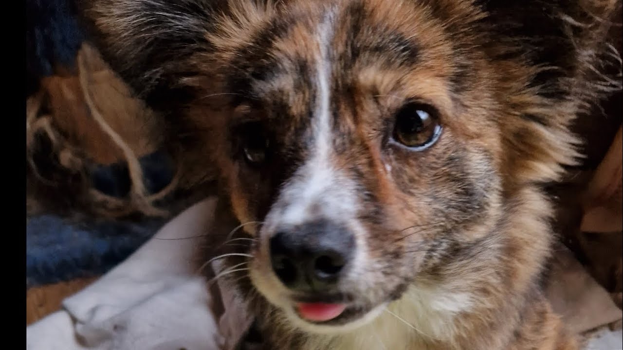 Meet our new Rescue Dog MEEKA - YouTube