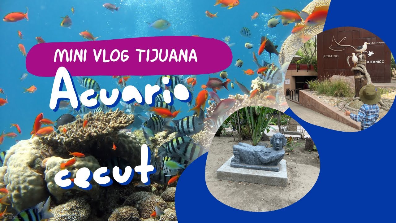 Acuario Cecut Tijuana y Jardín botánico //#cecut - YouTube